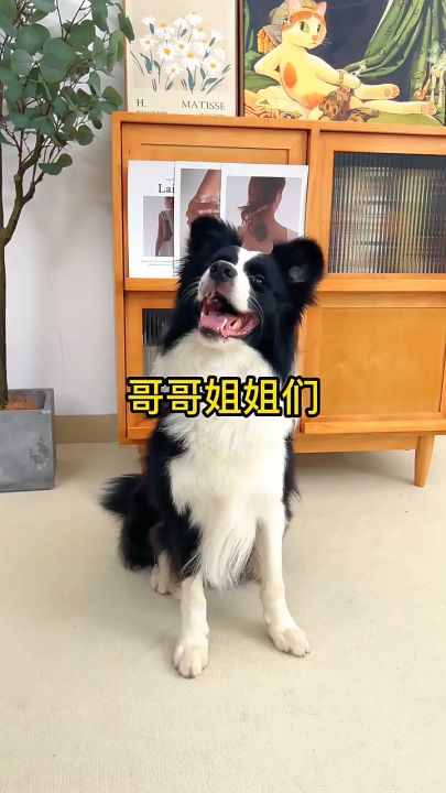 PS-880 ผ้าพันแผล สำหรับสัตว์เลี้ยง สุนัข หมา แมว ช่วยบรรเทาอาการ ...