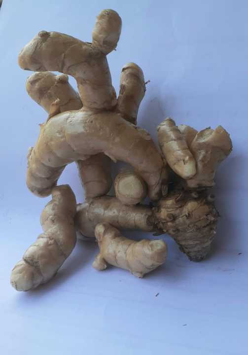 Temu putih(curcuma Zedoaria)segar 250 gram | Lazada Indonesia