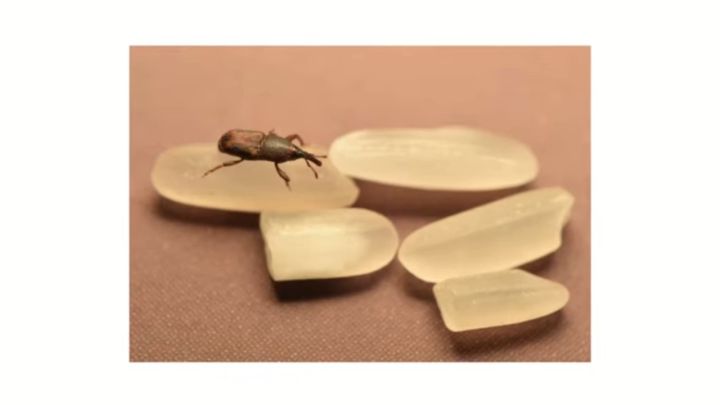 Jiangsu Cyflux® 5 EW Insecticide Cyfluthrin Pesticide Odorless for ...