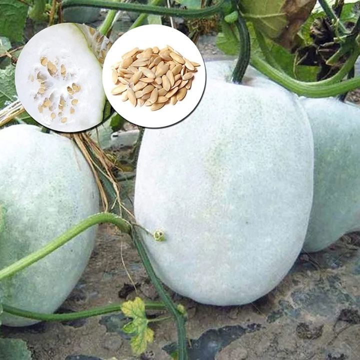 Kundol/Winter melon seeds for planting (50Seeds) | Lazada PH