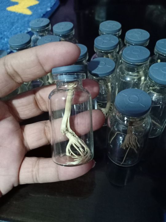 kahoy ng tagupaypay in a bottle ito ay isang uri ng kahoy na hugis ...