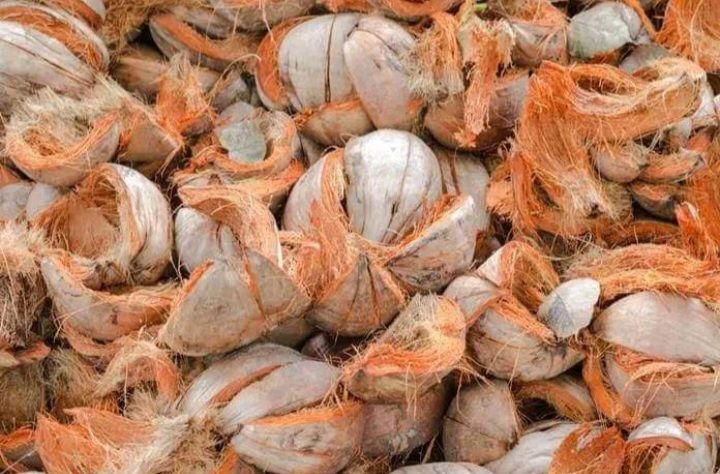 sabut kelapa per 1 kg | Lazada Indonesia