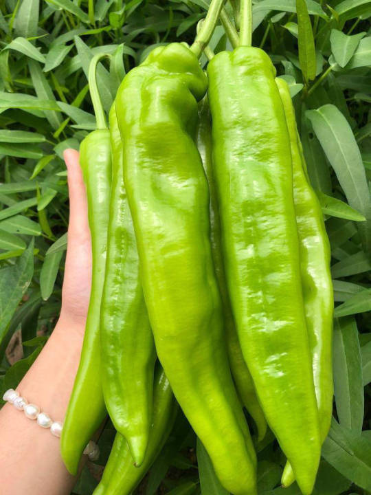 Biji benih lada besar 20 pcs per pack /Big cayenne chilli seeds/大牛角椒种子 ...