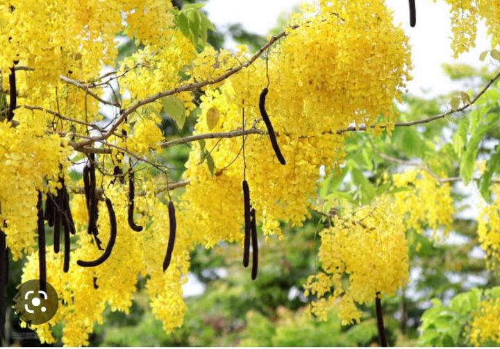 GOLDEN SHOWER TREE - SEEDS 10PCS | Lazada PH