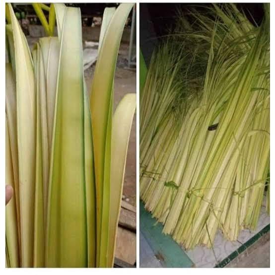 Janur Ketupat 10Lembar/Daun Kelapa Muda/Janur Pernikahan | Lazada Indonesia