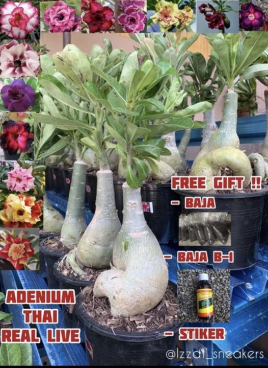 ADENIUM THAI REAL LIVE PLANT MULTI LAYER / HYBRID / POKOK BUNGA KEMBOJA ...