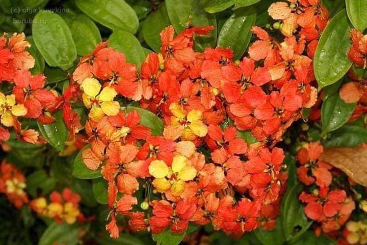 Pokok Bauhinia Kockiana ( Bunga Terang dan jenis memanjat) | Lazada