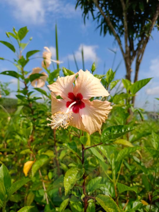 MDC- Pokok Bunga Raya Oren(Orange hibiscus) Anak Pokok Tanaman Benih ...