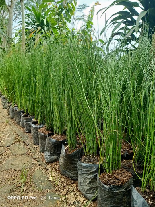 Pohon Bambu air Rimbun / Tanaman Hias Bambu Air Batang rimbun / Bunga ...