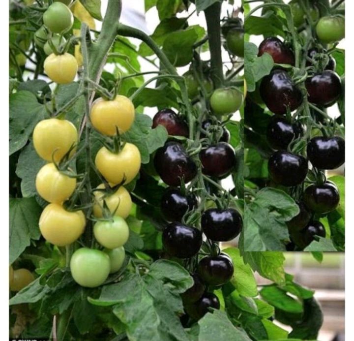 New breed Black pearl tomato seeds 25 pcs per pack/Tomato kulit hitam ...