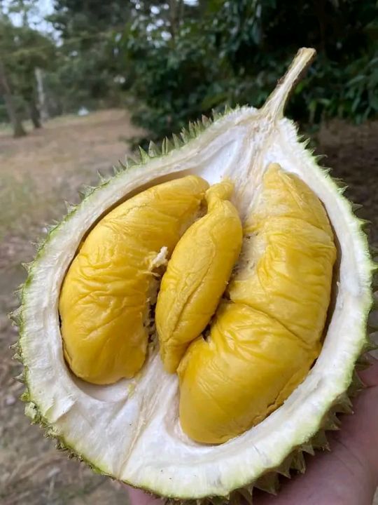 Selamat Datang Ditoko Kami Bibit Durian Musangking Super Genjah 🌱 ...