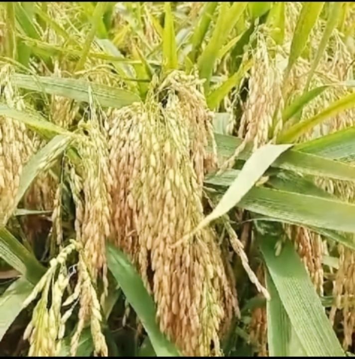 BENIH PADI INPAGO 12 AGRITAN KEMASAN 1KG | Lazada Indonesia