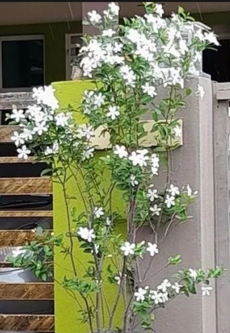 Melur Siam/Jasmine Siam | Lazada