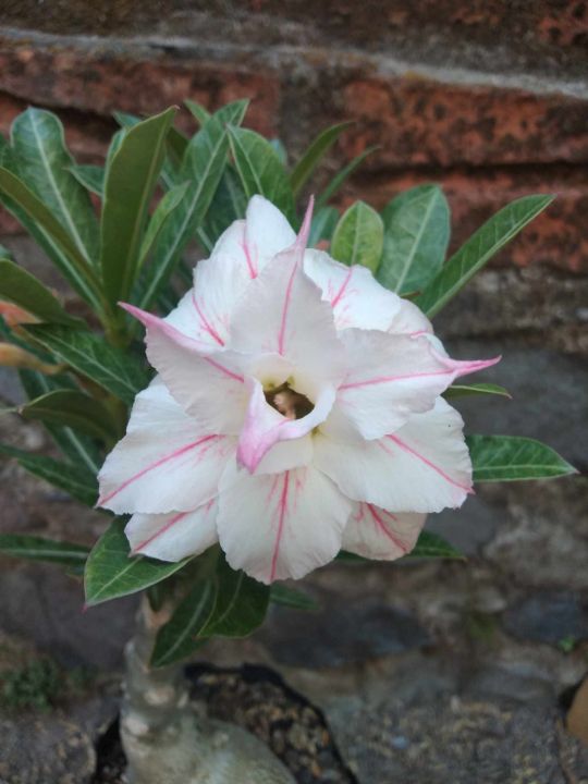 Bibit Adenium Bunga Tumpuk ID LOTUS EVIJA Grafting | Lazada Indonesia