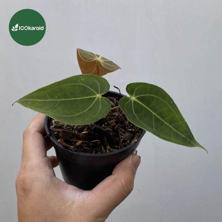 Tanaman Hias Kuping Gajah Anthurium Magnificum Verde | Lazada Indonesia