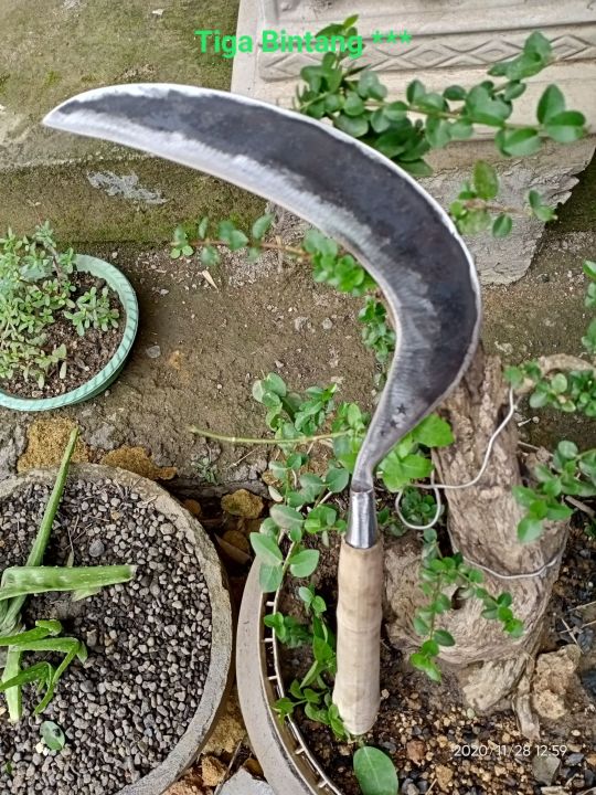 sabit rumput original madura kualitas super | Lazada Indonesia