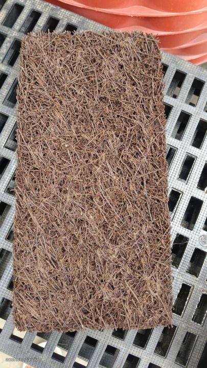 Organic Fern Slab/block For Orchids Good For Trailing and Hanging Live ...