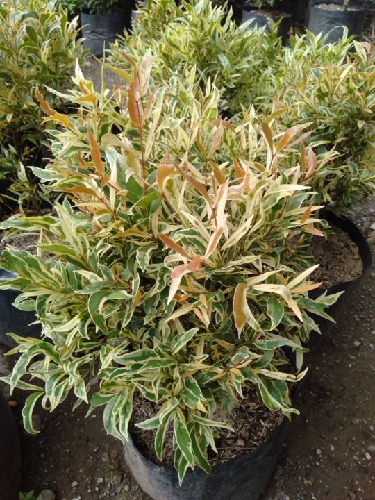 Variegated Eugenia (known as 'chinese croton) | Lazada PH