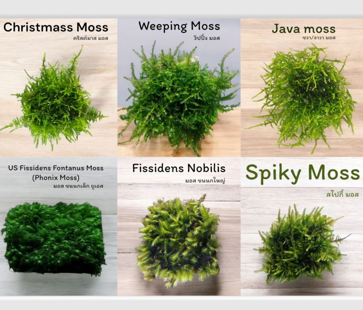Spiky Moss , Flame Moss , Fissiden Moss , Java Moss , Mini Pearl Moss ...