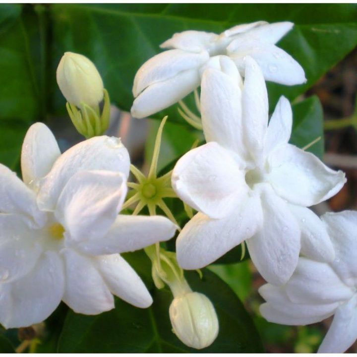 Jasmine Plant, Fragrant Flower, Pokok Jasmine , Pokok Bunga Melur ...