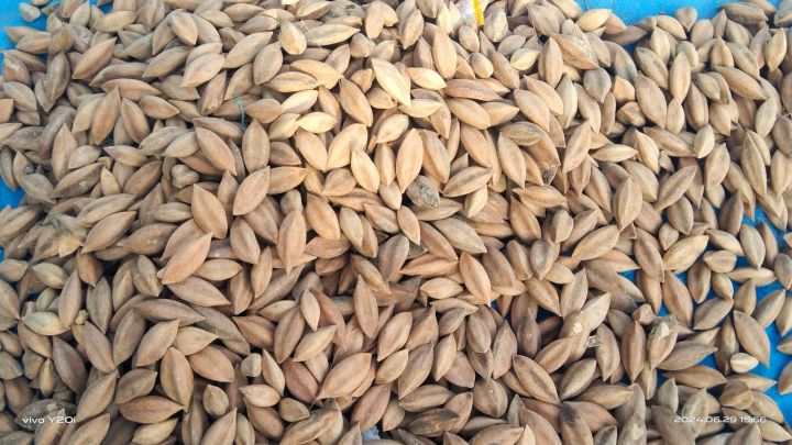 Raw Pili Nuts with Shell 1/2 kilo | Lazada PH
