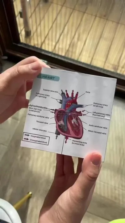 kaitnax Human Anatomical Poster Set Anatomy Study Cube Student Learning ...