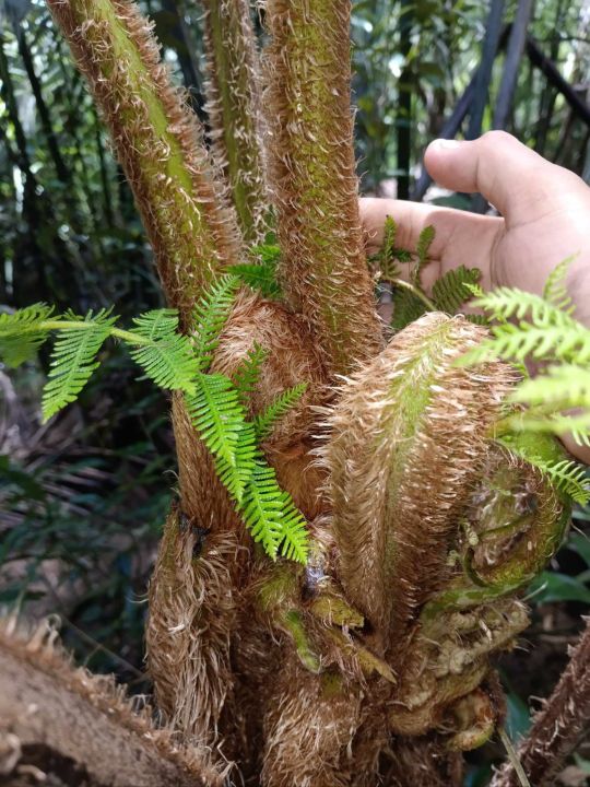 Red Golden Tree Fern/ Subrang Ganda | Lazada PH