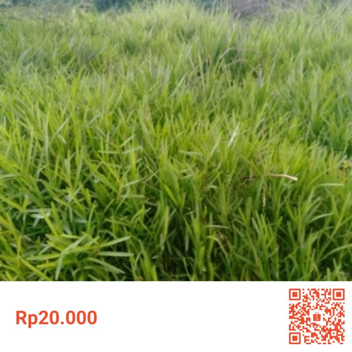 Stenotaphrum Secundatum, Rumput Steno Balitnak | Lazada Indonesia
