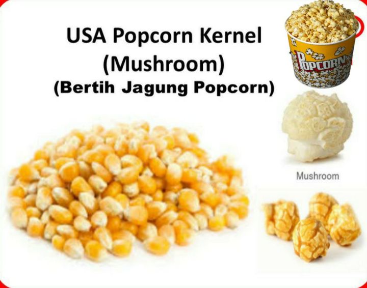 USA popcorn kernel seed Mushroom | Lazada
