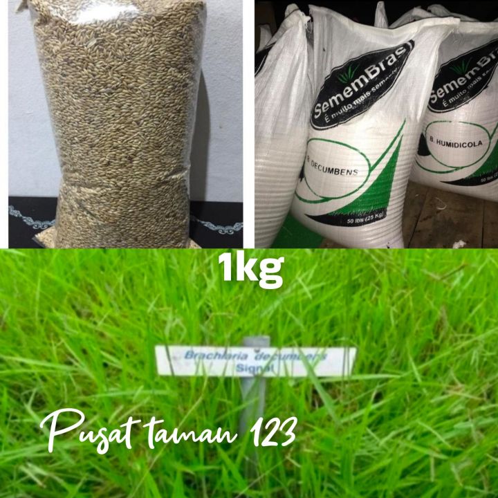 peromo!! benih rumput pakan ternak 1kg - signal grass/Brachiaria ...