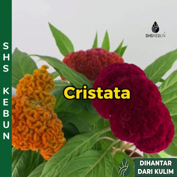 Celosia Pokok Balung Ayam Pokok Bunga Hiasan Live Plant Celosia ...