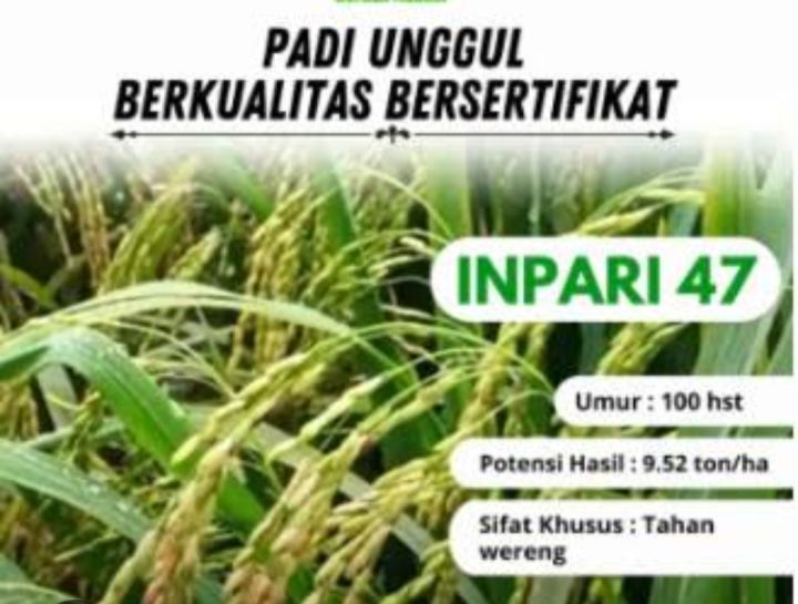 BENIH BIBIT PADI INPARI 47 WBC PER 1-5KG | Lazada Indonesia