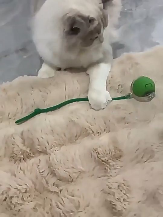 Cat Ball For Indoor Pets Interactive Cat Toy The 3rd Generation Smart ...