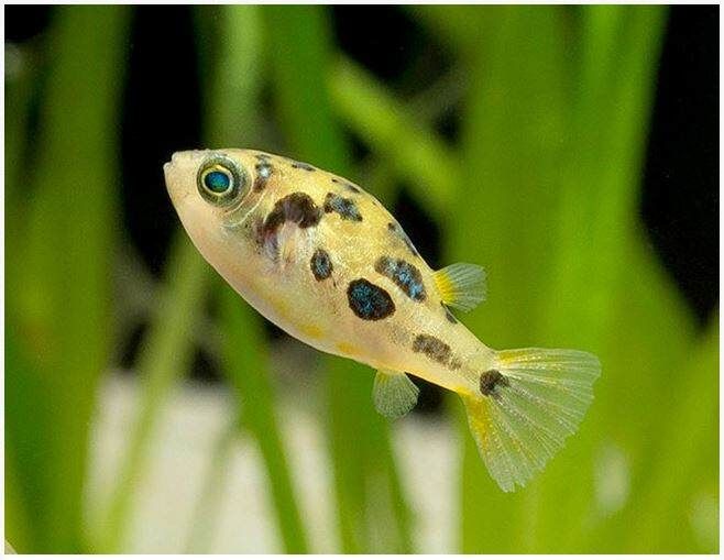 Mini Puffer / Dwarf Puffer / Pea Puffer / Live Fish / Aquascape ...