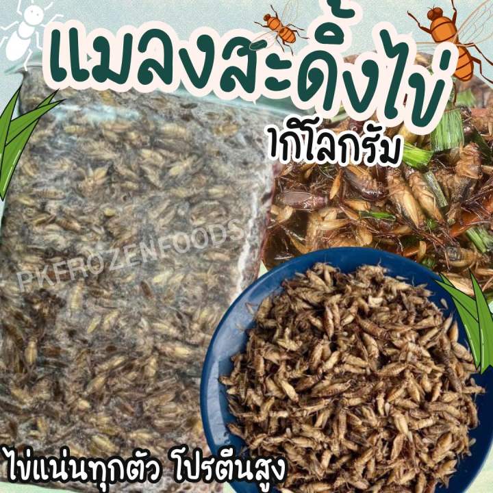 แมลงสะดิ้งไข่ (1kg.)🦗🦗🚚💨ค่าส่งแบบเหมา ส่งขนส่งแช่เย็น ️ 🎉ฟรีลังโฟมทุก ...
