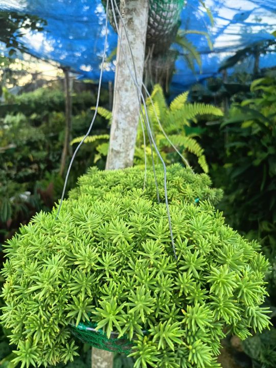 Pop Rice / Rice Cactus Plant ( also known as Disocactus macranthus ...