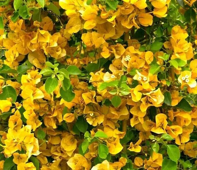 BUNGA BOUGENVILLE ID GOLDEN ROSE ORIGINAL/sudah berbunga | Lazada Indonesia