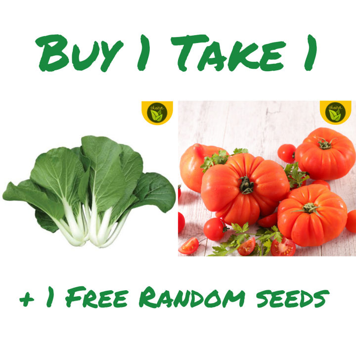 binhi ng mga gulay pantanim pechay 100+ at tagalog kinalabasa kamatis ...