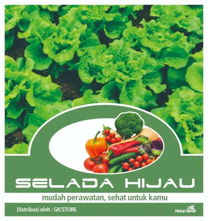 Bibit Benih Tanaman Selada Hijau Keriting Mudah Ditanam Tanah Atau Air ...