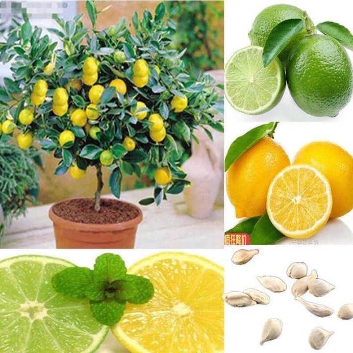 Bonsai Lemon Tree (5pcs seeds) | Lazada PH