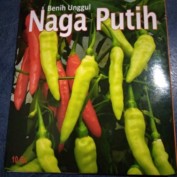 Cabe rawit naga putih kmsan 10 gr, Tipe tanaman berdiri tegak dengan ...