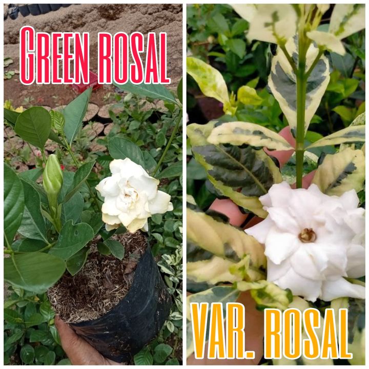 Green rosal Double petals Mabango ang bulaklak/ Scented Bangkok ...