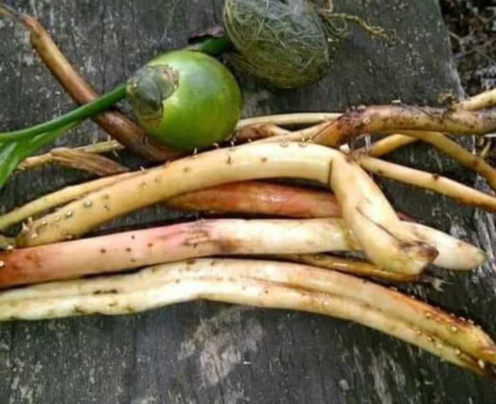 Akar pohon pinang segar / akar pinang segar 1 kg | Lazada Indonesia