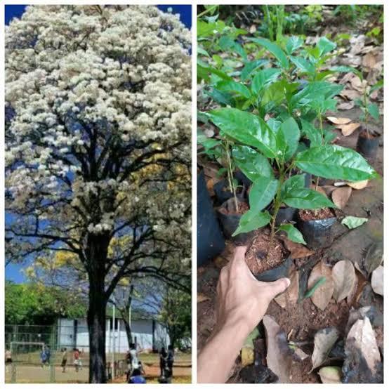 Bibit Bunga Tabebuya Putih | Bibit Pohon Tabebuya Putih | Lazada Indonesia