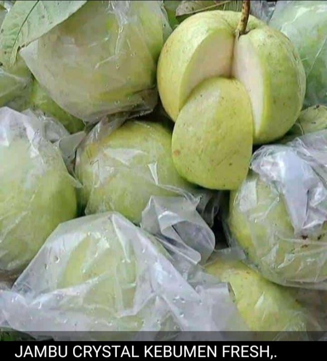 JAMBU CRISTAL SEGAR ASLI KEBUMEN | Lazada Indonesia