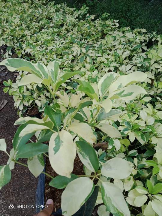 Variegated suplera / live plants 🌿 7 fingers lucky plants | Lazada PH