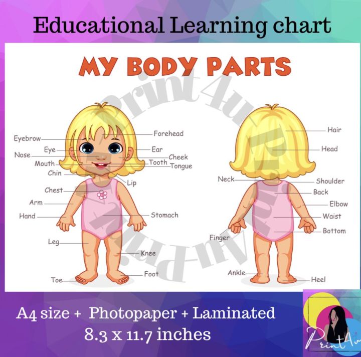 My body Parts Educational Chart Laminated - A4 | Lazada PH