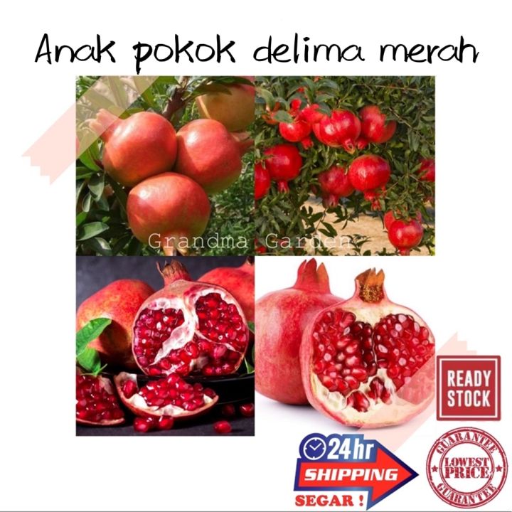 (GG real plant) anak Pokok delima merah ^ cpt berbuah hybrid top ...