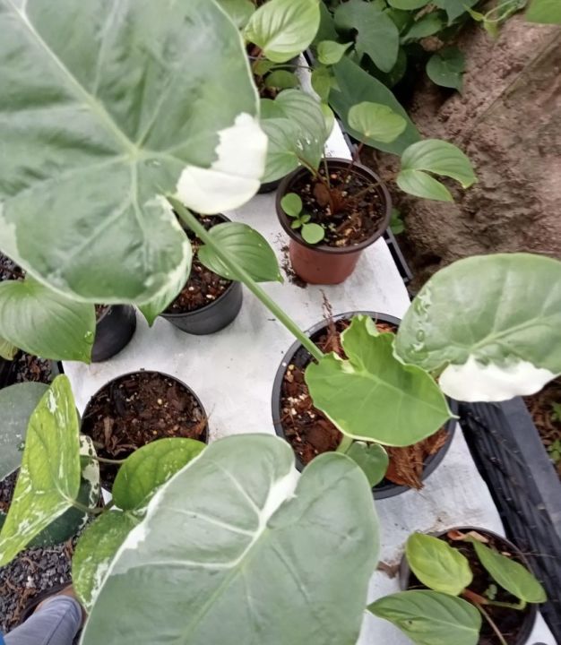 ต้นบอนทูน ออดิบด่าง ขาว Colocasia Gigantea Hook.f. Variegated เป็นบอน ...