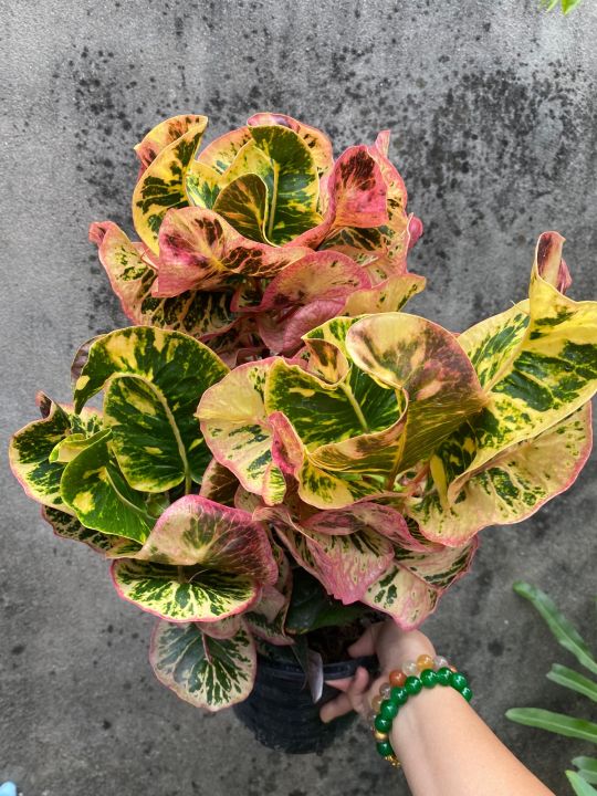 โกสนชื่อ “สยาม” (Thai Croton - “siam”) 35-50 cm. | Lazada.co.th